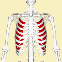 Muscles GIFs - Get the best gif on GIFER