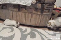 Candidate GIFs - Get the best gif on GIFER