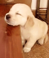 Pincher GIFs - Get the best gif on GIFER