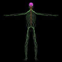 Skeletal GIFs - Get the best gif on GIFER