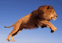 Tiger GIFs - Get the best gif on GIFER