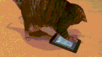 Tap GIFs - Get the best gif on GIFER