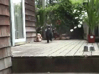 Ziege GIFs - Get the best gif on GIFER