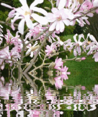 Magnolia GIFs - Get the best gif on GIFER