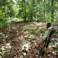 Bosque GIFs - Get the best gif on GIFER