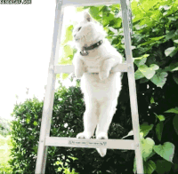 Ladder GIFs - Get the best gif on GIFER