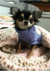 Smiling dog GIFs - Get the best gif on GIFER