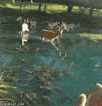 Emile GIFs - Get the best gif on GIFER