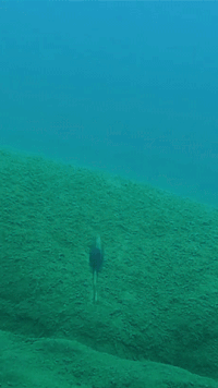 Spoon GIFs - Get the best gif on GIFER