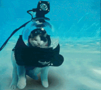 Diving GIFs - Get the best gif on GIFER