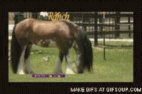 Gypsy GIFs - Get the best gif on GIFER