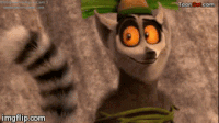 Madagascar GIFs - Get the best gif on GIFER