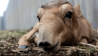 Antelope GIFs - Get the best gif on GIFER