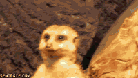Meerkat GIFs - Get the best gif on GIFER