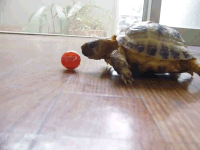 Tortoise GIFs - Get the best gif on GIFER