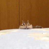 Squirrel GIFs - Get the best gif on GIFER
