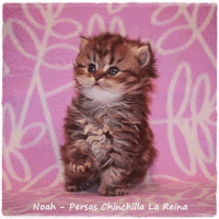 Chinchilla GIFs - Get the best gif on GIFER