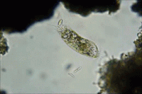 Microscopy GIFs - Get the best gif on GIFER