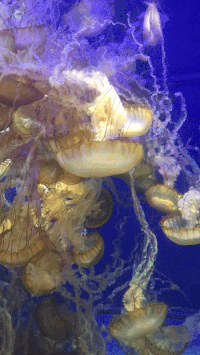 Jellyfish GIFs - Get the best gif on GIFER