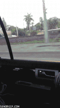 Florida GIFs - Get the best gif on GIFER