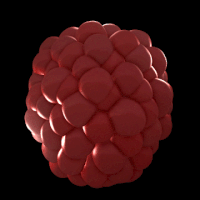 Raspberries GIFs - Get the best gif on GIFER