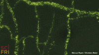 Fungi GIFs - Get the best gif on GIFER