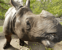 Buffalo GIFs - Get the best gif on GIFER