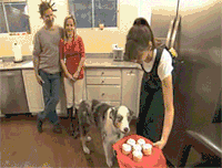 Staredown GIFs - Get the best gif on GIFER