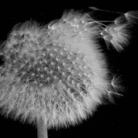 Dandelion GIFs - Get the best gif on GIFER