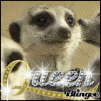 Suricate GIFs - Get the best gif on GIFER