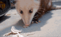 Possums GIFs - Get the best gif on GIFER