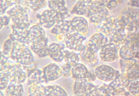 Microscopic GIFs - Get the best gif on GIFER
