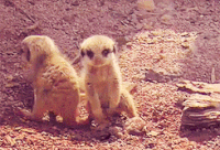 Meerkat GIFs - Get the best gif on GIFER