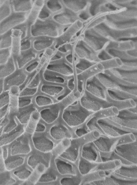 Microscope GIFs - Get the best gif on GIFER