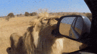 Safari GIFs - Get the best gif on GIFER
