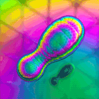 Early Bird Gets The Worm Gif