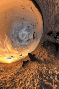 Flock GIFs - Get the best gif on GIFER