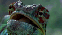 Chameleon GIFs - Get the best gif on GIFER