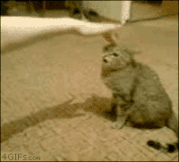 Meow GIFs - Get the best gif on GIFER