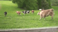Cows GIFs - Get the best gif on GIFER