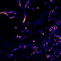 Microscopes GIFs - Get the best gif on GIFER