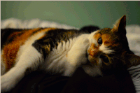 Calico GIFs - Get the best gif on GIFER