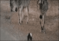 Pelican GIFs - Get the best gif on GIFER