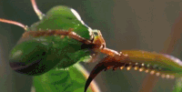 Mantis GIFs - Get the best gif on GIFER