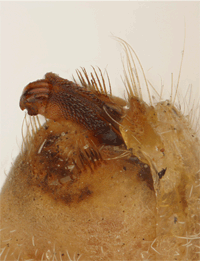 Mites GIFs - Get the best gif on GIFER