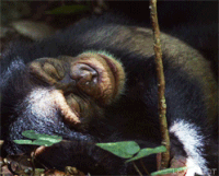Chimpanzee GIFs - Get the best gif on GIFER
