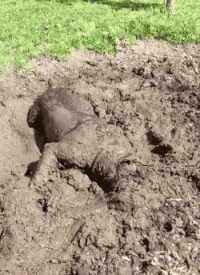 Mud GIFs - Get the best gif on GIFER