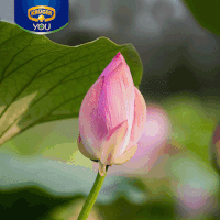 Matcha GIFs - Get the best gif on GIFER