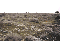 Botany GIFs - Get the best gif on GIFER