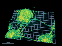 Microscope GIFs - Get the best gif on GIFER